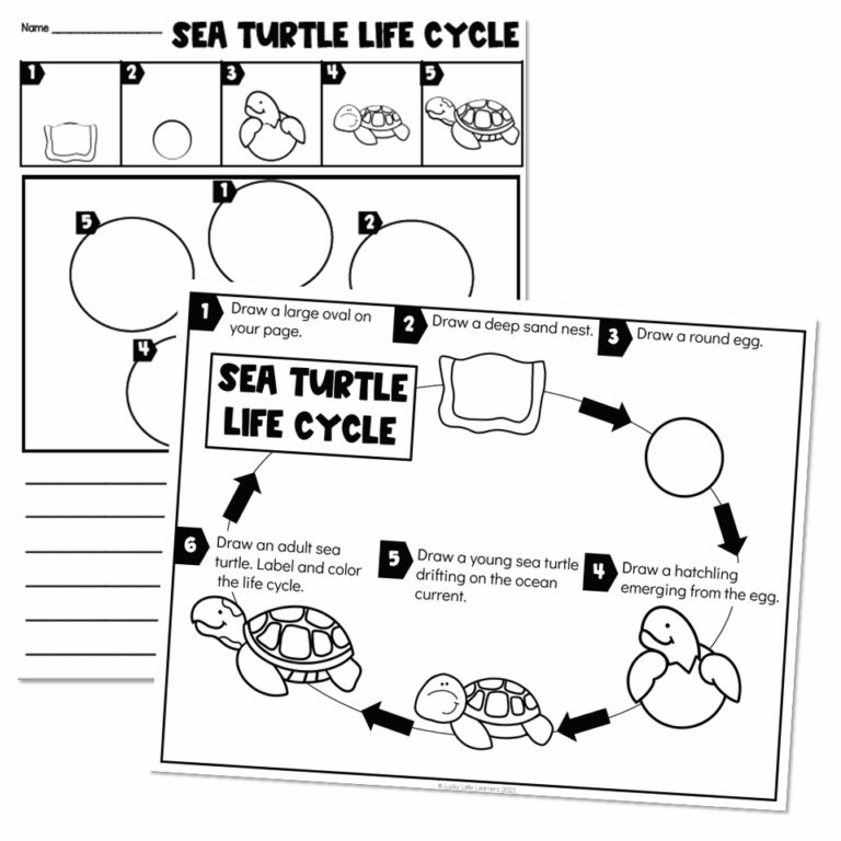 Life Cycles - Directed Drawings - Following Directions - Sea Turtle ...