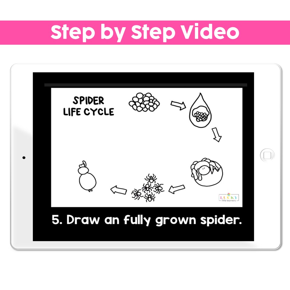 Digital Life Cycles - Directed Drawings - Following Directions - Spider ...