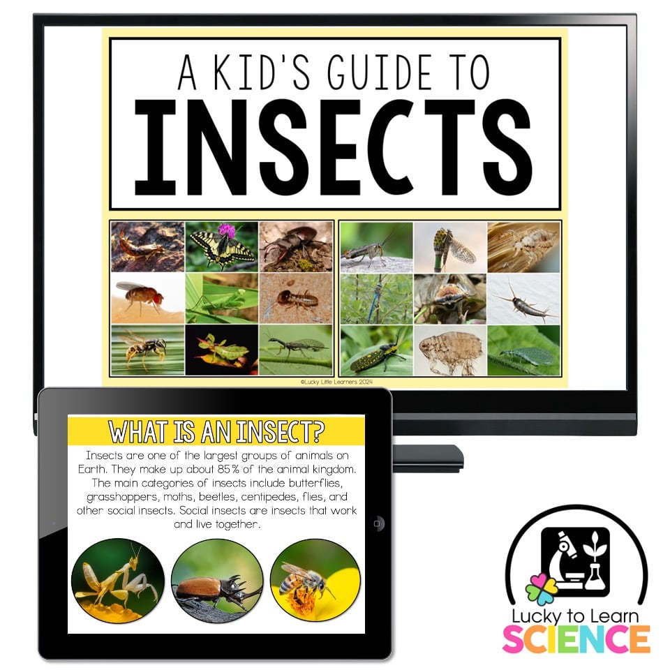 Lucky to Learn Science - Insects - Teaching Slides - Lucky Little Learners