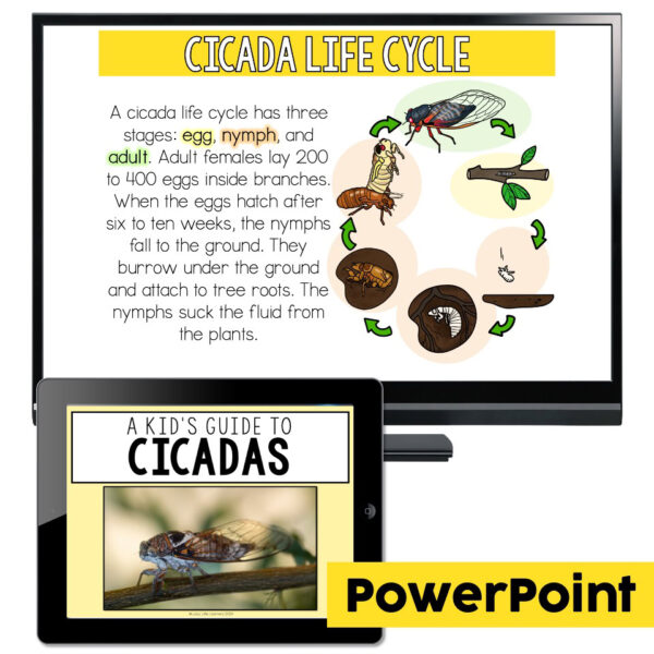 Cicada Teaching Slides - PowerPoint - Lucky Little Learners