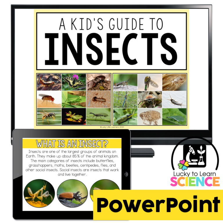 Lucky to Learn Science - Insects - Teaching Slides - PowerPoint - Lucky Little Learners