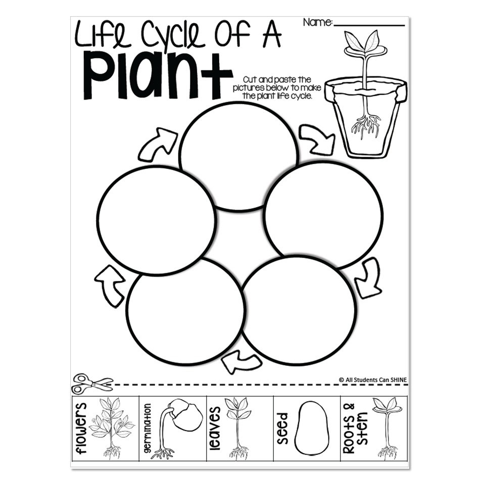 Plants Unit - Life Cycle of a Plant - Lucky Little Learners