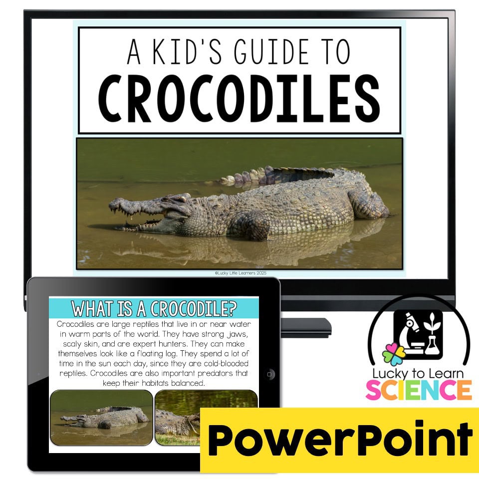 Lucky to Learn Science - Crocodiles - Teaching Slides - PowerPoint ...