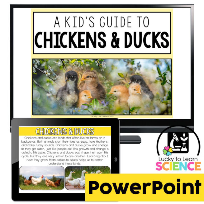 Lucky to Learn Science - Chickens and Ducks - Teaching Slides ...