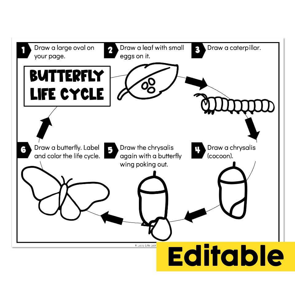 Editable Butterfly Life Cycle Directed Drawing - Lucky Little Learners