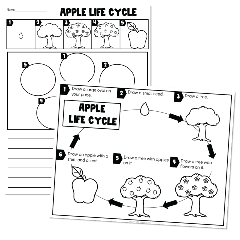 Life Cycles - Directed Drawings - Following Directions - Apple - Lucky ...