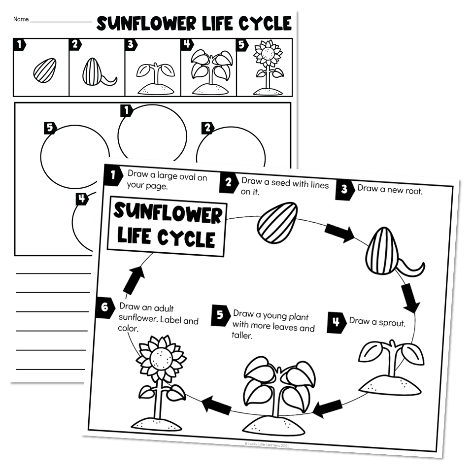 Life Cycles - Directed Drawings - Following Directions - Sunflower ...