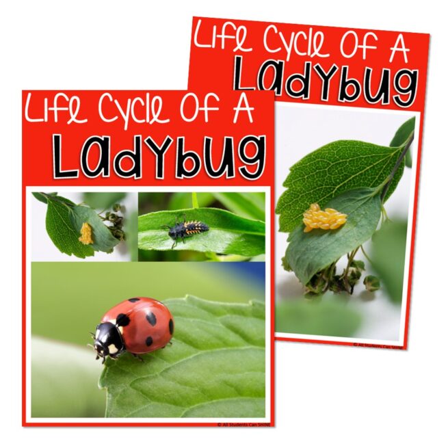 Life Cycles Unit - Ladybug Book - Lucky Little Learners