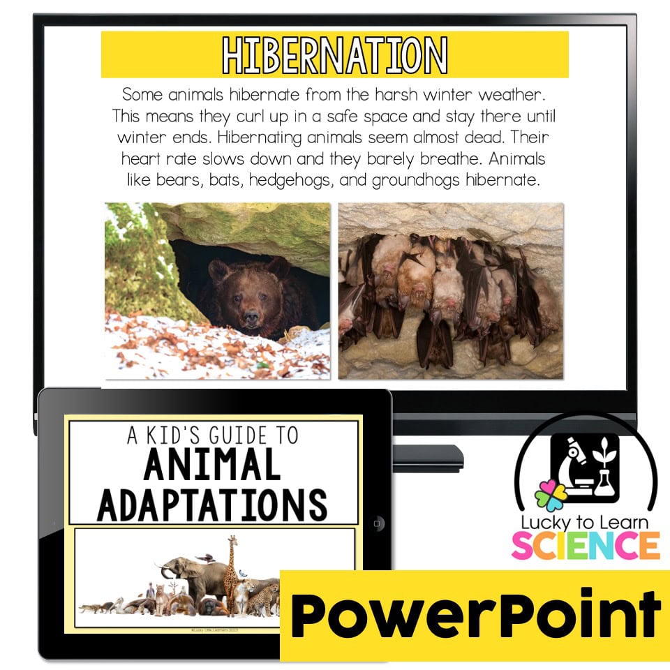 Lucky to Learn Science - Animal Adaptations - Teaching Slides ...