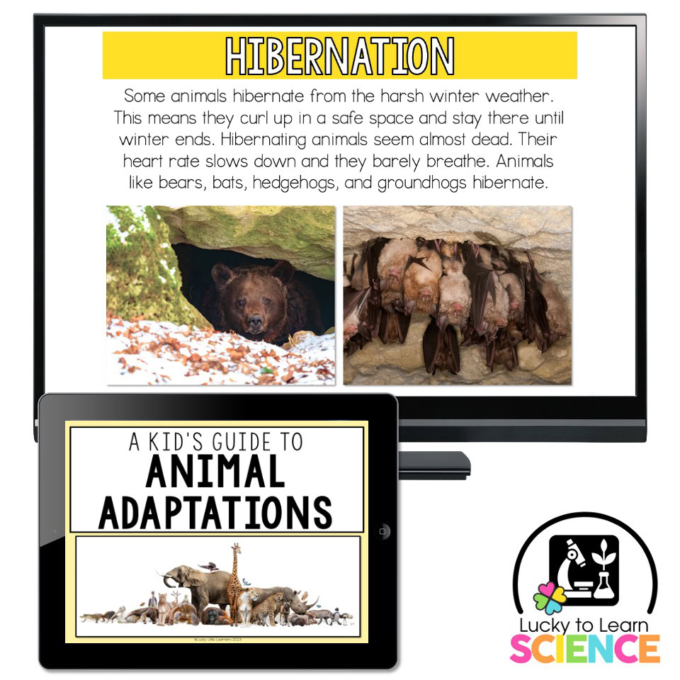 Lucky to Learn Science - Animal Adaptations - Teaching Slides - Lucky Little Learners