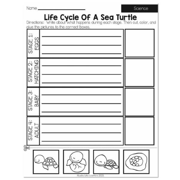 Summer - Early Finishers 2nd Grade - Science - Life Cycle of a Sea ...