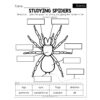 Fall- Early Finishers 1st Grade - Science - Studying Spiders - Lucky ...