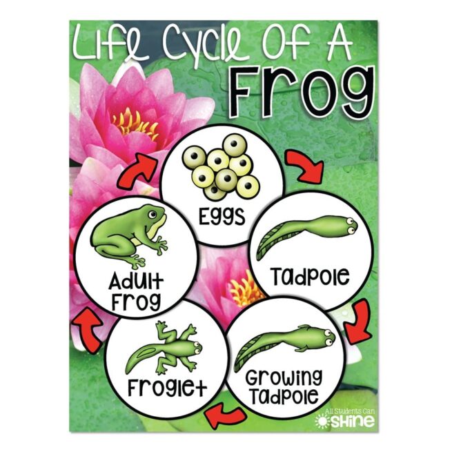 Life Cycles Unit - Posters - Lucky Little Learners