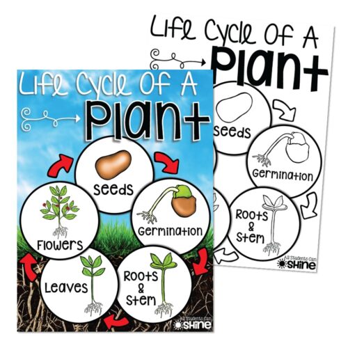 Plants Unit - Posters - Lucky Little Learners
