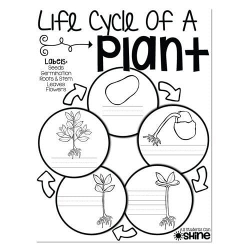 Plants Unit - Writing Activities - Life Cycle of a Plant - Lucky Little ...