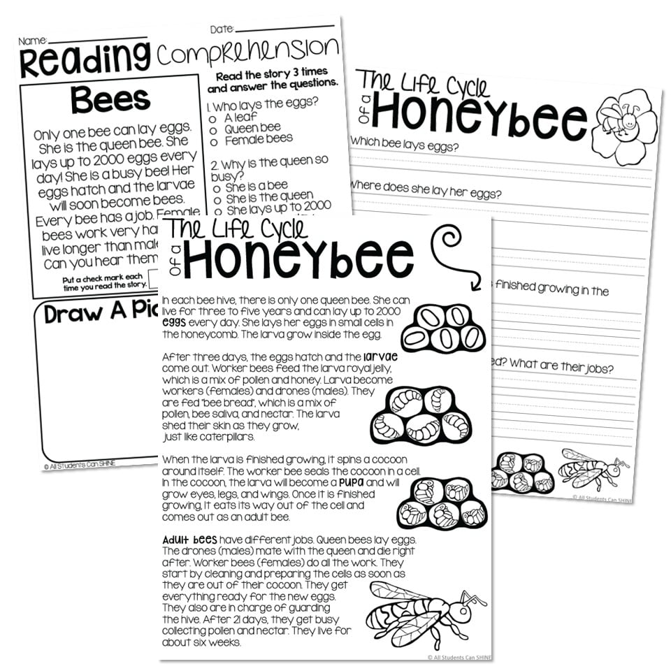Life Cycles Unit - Reading Comprehension - Bee - Lucky Little Learners