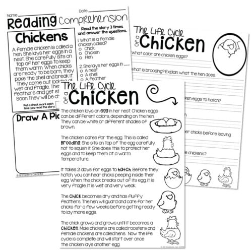 Life Cycles Unit - Reading Comprehension - Chicken - Lucky Little Learners