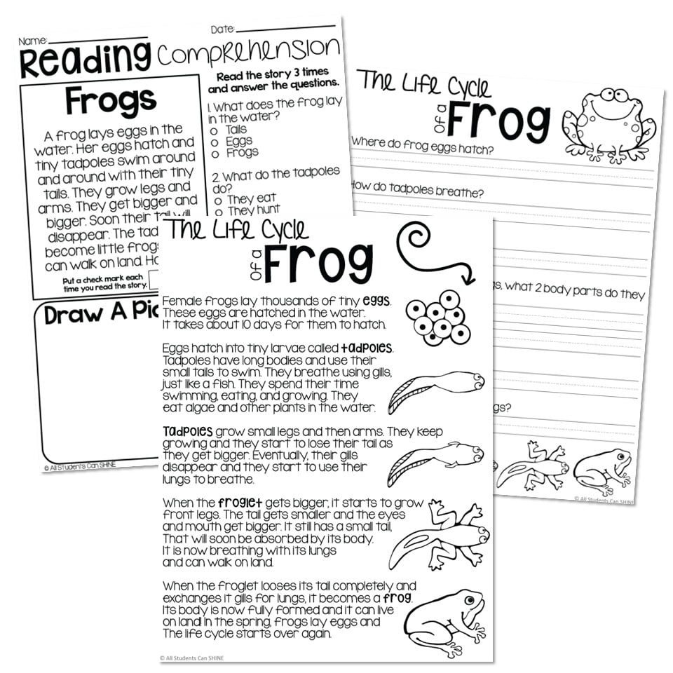 Life Cycles Unit - Reading Comprehension - Frog - Lucky Little Learners