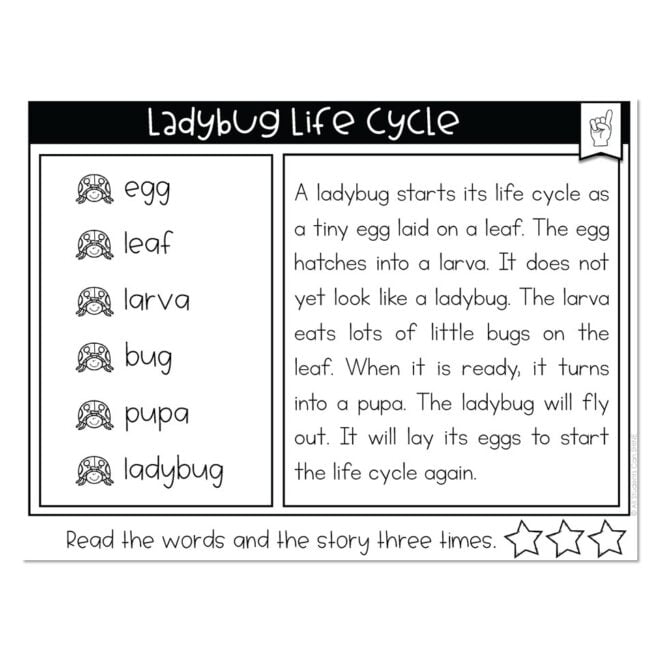 Life Cycle Full Page Readers - Ladybug - Lucky Little Learners