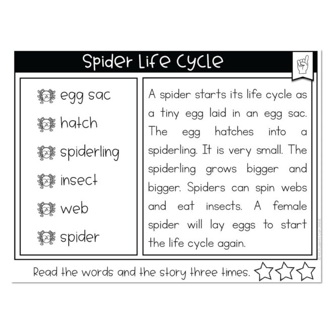 Life Cycle Full Page Readers - Spider - Lucky Little Learners