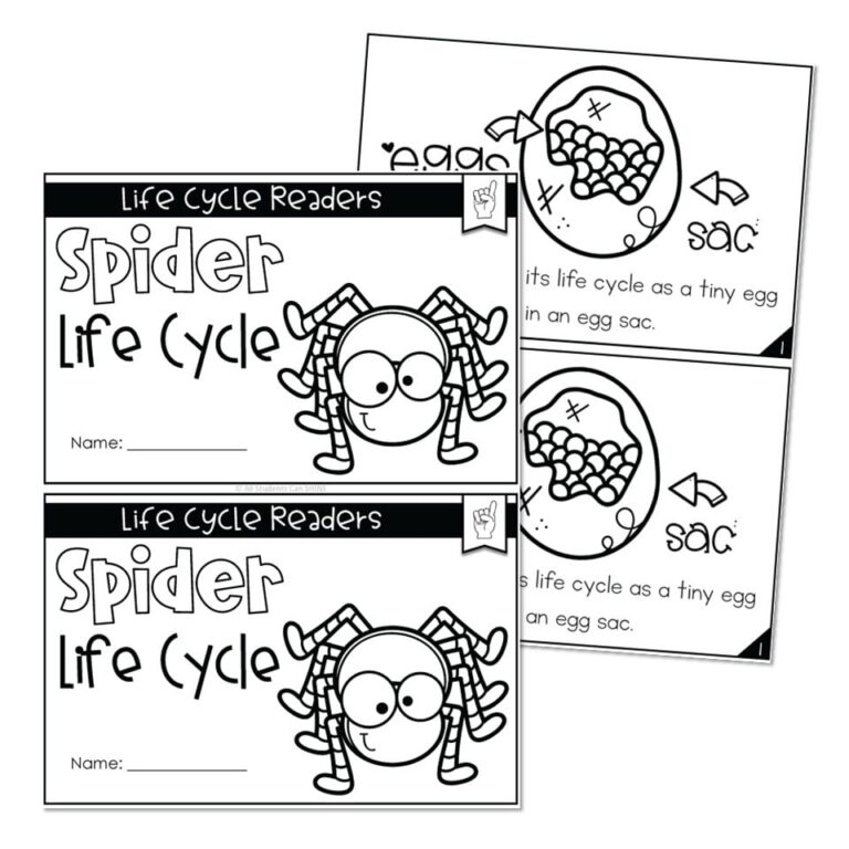 Life Cycle Mini Readers - Spider - Lucky Little Learners