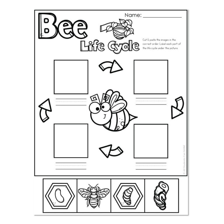 Life Cycle Writing - Cut and Paste - Bee - Lucky Little Learners