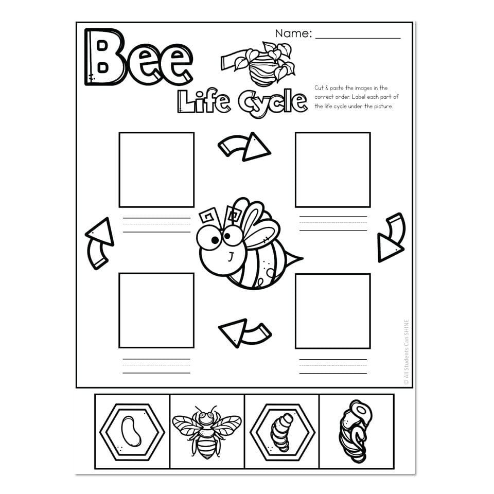 Life Cycle Writing - Cut and Paste - Bee - Lucky Little Learners