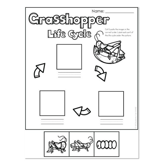 Life Cycle Writing - Cut and Paste - Grasshopper - Lucky Little Learners