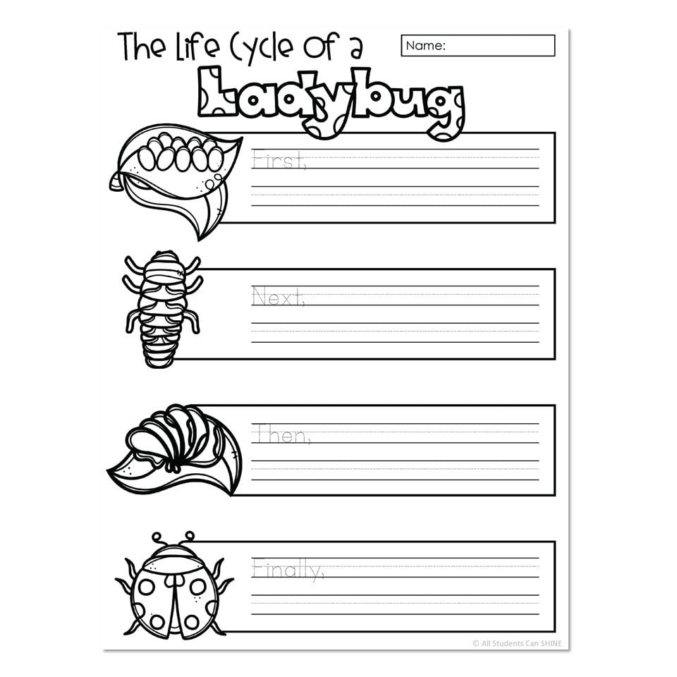 Life Cycle Writing - Sequencing - Ladybug - Lucky Little Learners