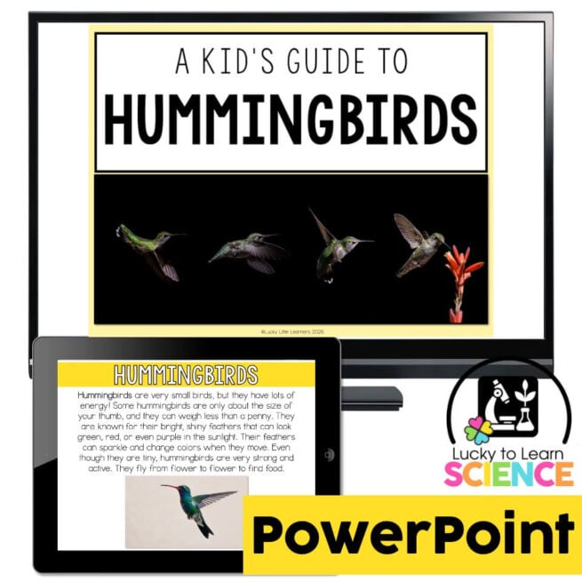 Lucky to Learn Science - Hummingbirds - Teaching Slides - PowerPoint ...