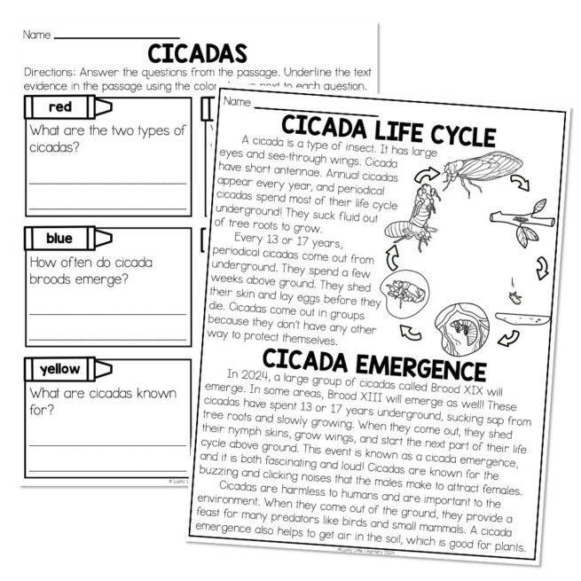 Nonfiction Reading Passage - Cicadas - Cicada Life Cycle and Emergence ...